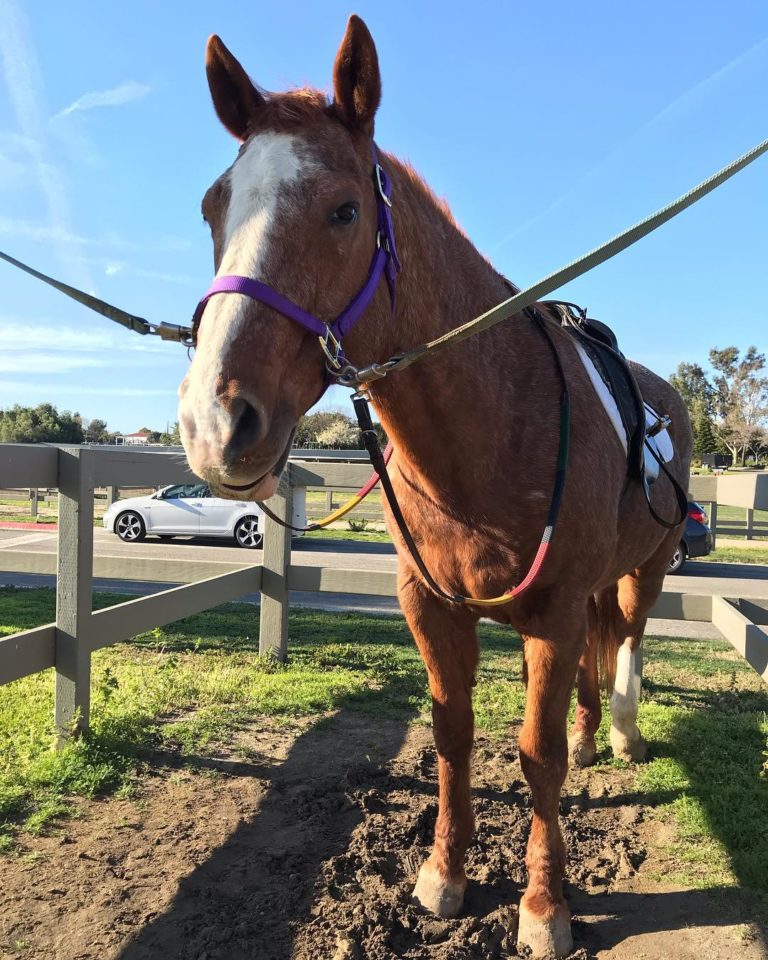 Our Horses - Ivey Ranch Park Association | 501(c)(3) Non-Profit ...