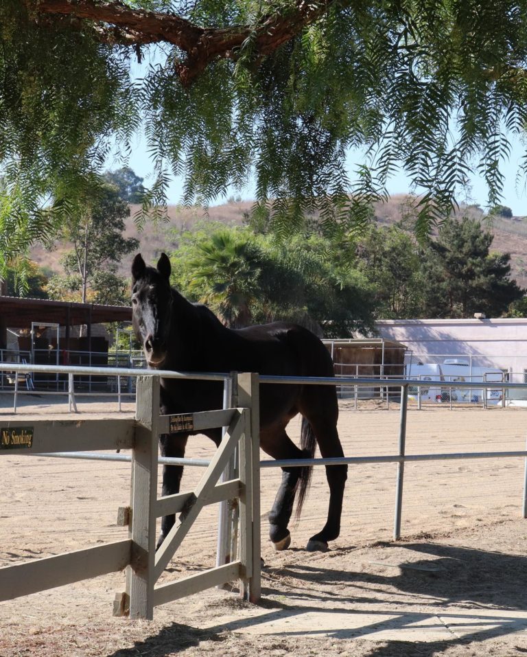 Our Horses - Ivey Ranch Park Association | 501(c)(3) Non-Profit ...