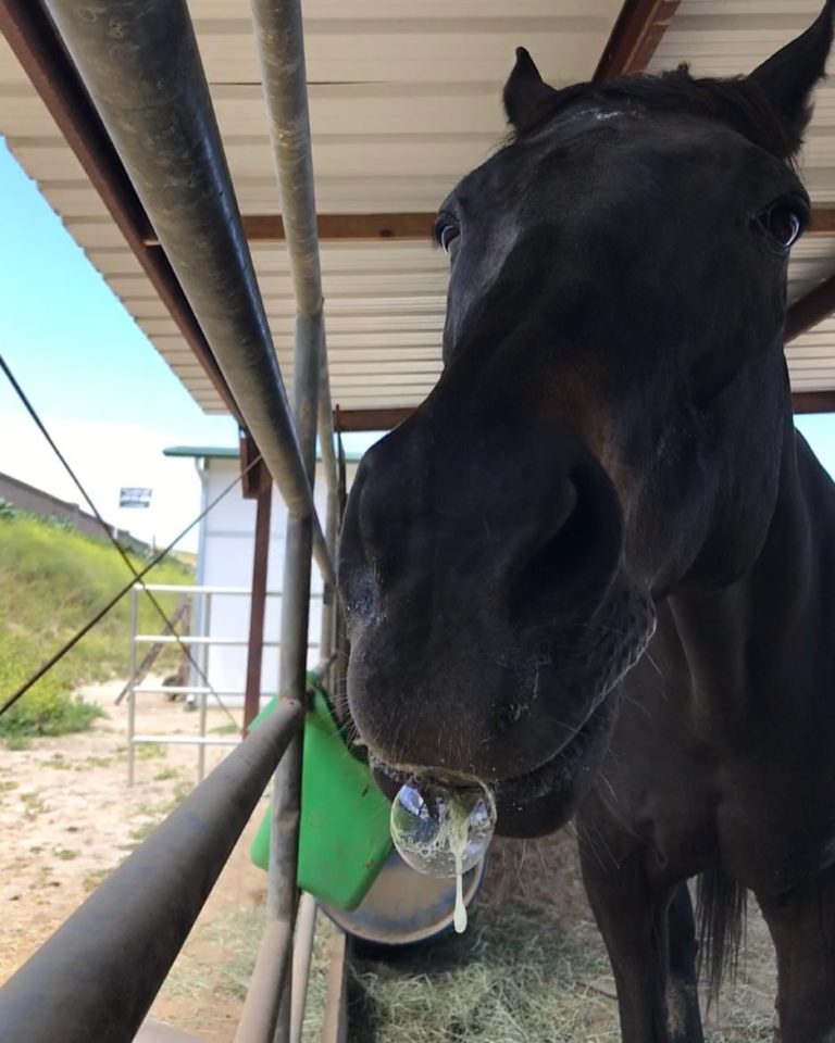 Our Horses - Ivey Ranch Park Association | 501(c)(3) Non-Profit ...