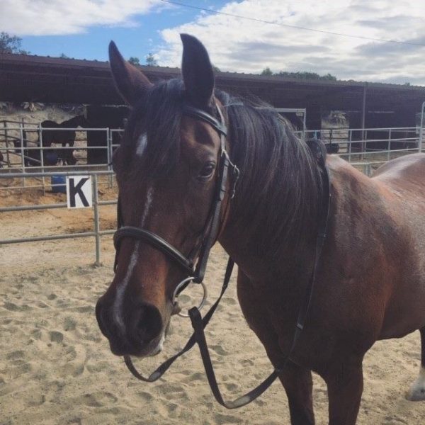 Our Horses - Ivey Ranch Park Association | 501(c)(3) Non-Profit ...