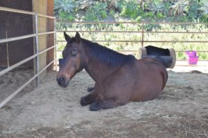 Our Horses - Ivey Ranch Park Association | 501(c)(3) Non-Profit ...