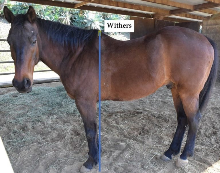 Our Horses - Ivey Ranch Park Association | 501(c)(3) Non-Profit ...