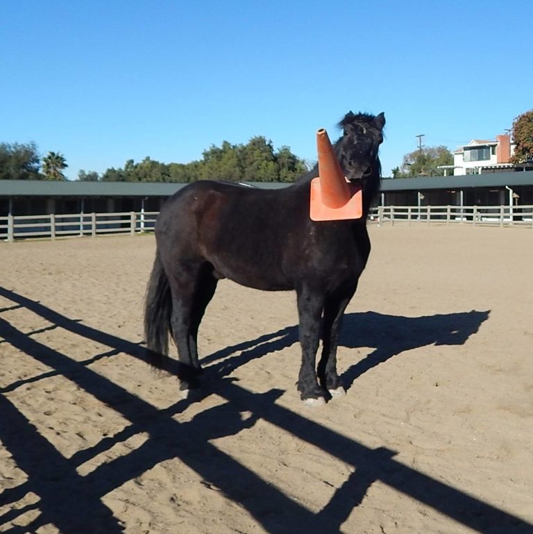 Our Horses - Ivey Ranch Park Association | 501(c)(3) Non-Profit ...
