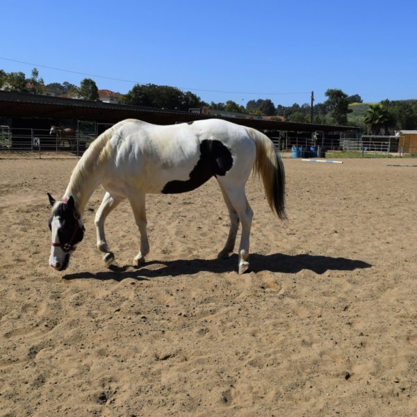 Our Horses - Ivey Ranch Park Association | 501(c)(3) Non-Profit ...