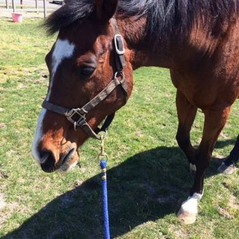 Our Horses - Ivey Ranch Park Association | 501(c)(3) Non-Profit ...