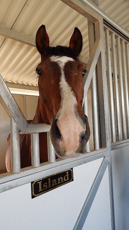 Our Horses - Ivey Ranch Park Association | 501(c)(3) Non-Profit ...