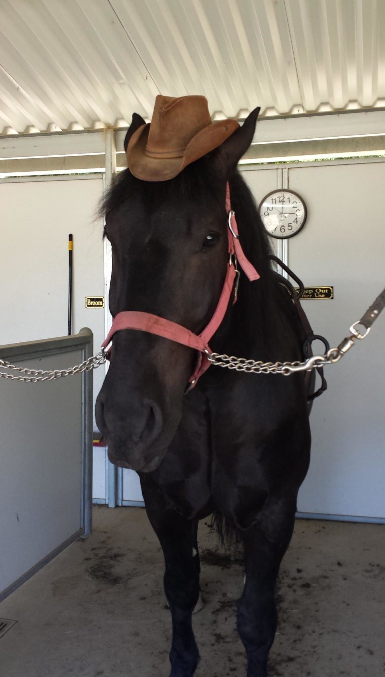 Our Horses - Ivey Ranch Park Association | 501(c)(3) Non-Profit ...