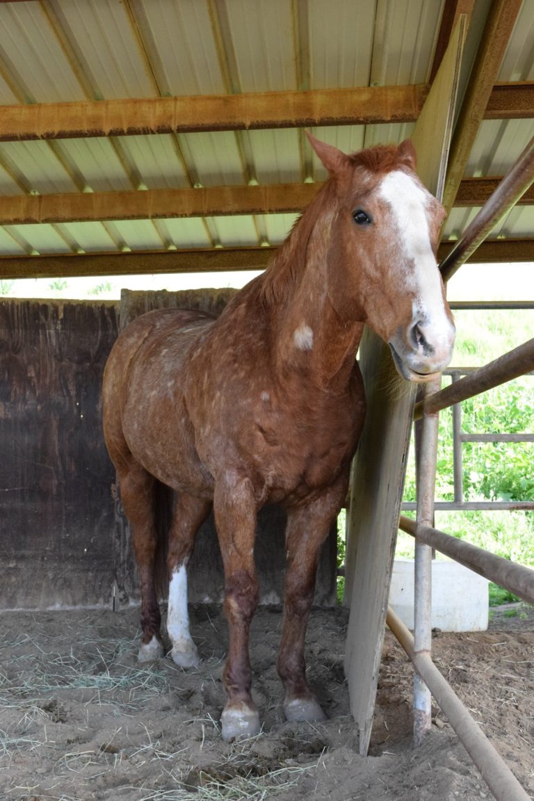Our Horses - Ivey Ranch Park Association | 501(c)(3) Non-Profit ...