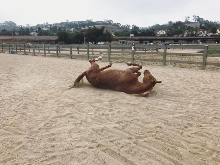 Our Horses - Ivey Ranch Park Association | 501(c)(3) Non-Profit ...