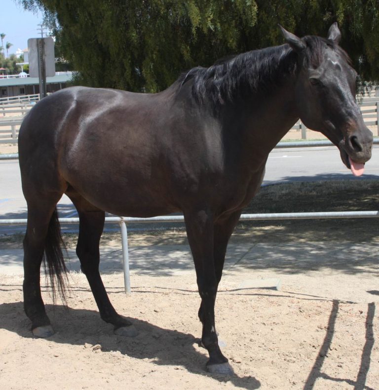 Our Horses - Ivey Ranch Park Association | 501(c)(3) Non-Profit ...