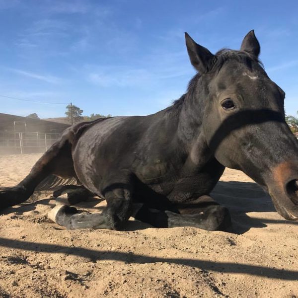 Our Horses - Ivey Ranch Park Association | 501(c)(3) Non-Profit ...