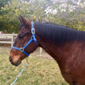 Our Horses - Ivey Ranch Park Association | 501(c)(3) Non-Profit ...