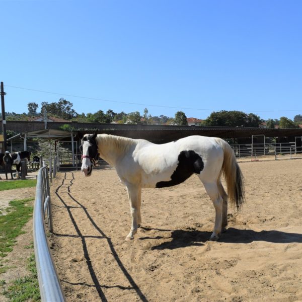 Our Horses - Ivey Ranch Park Association | 501(c)(3) Non-Profit ...