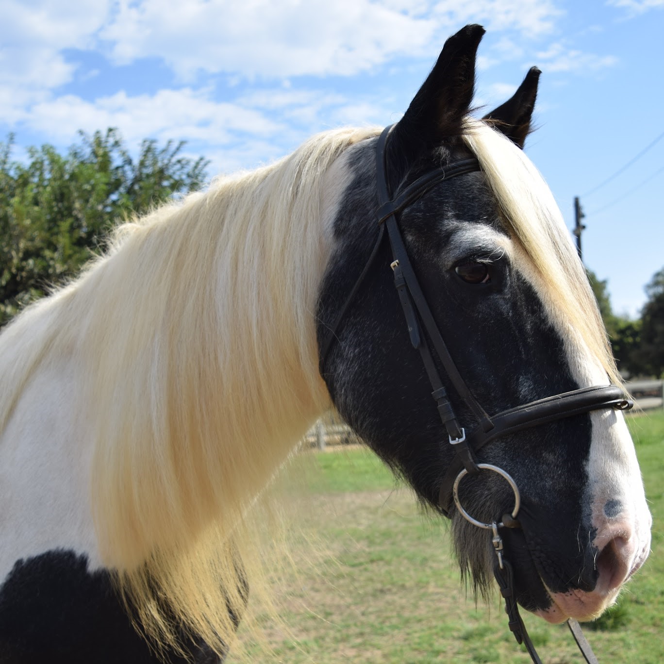 Our Horses - Ivey Ranch Park Association | 501(c)(3) Non-Profit ...