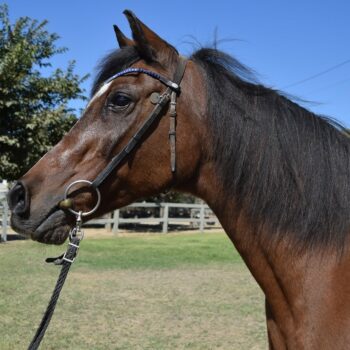 Our Horses - Ivey Ranch Park Association | 501(c)(3) Non-Profit ...