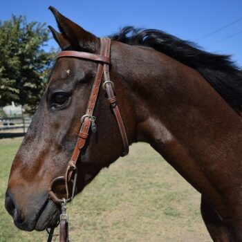 Our Horses - Ivey Ranch Park Association | 501(c)(3) Non-Profit ...