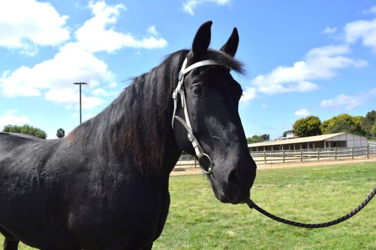 Our Horses - Ivey Ranch Park Association | 501(c)(3) Non-Profit ...
